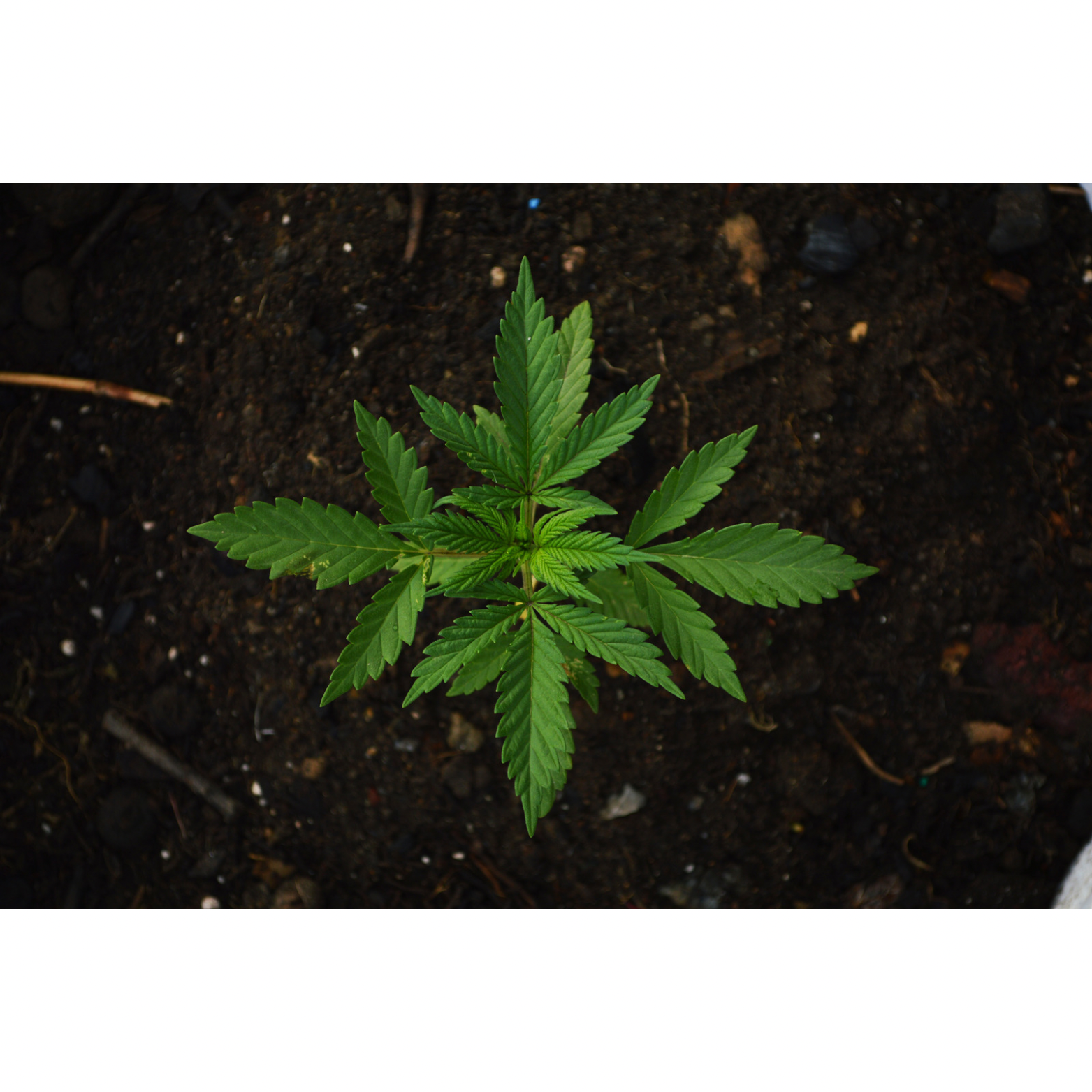 US Clones – Topshelf Clones