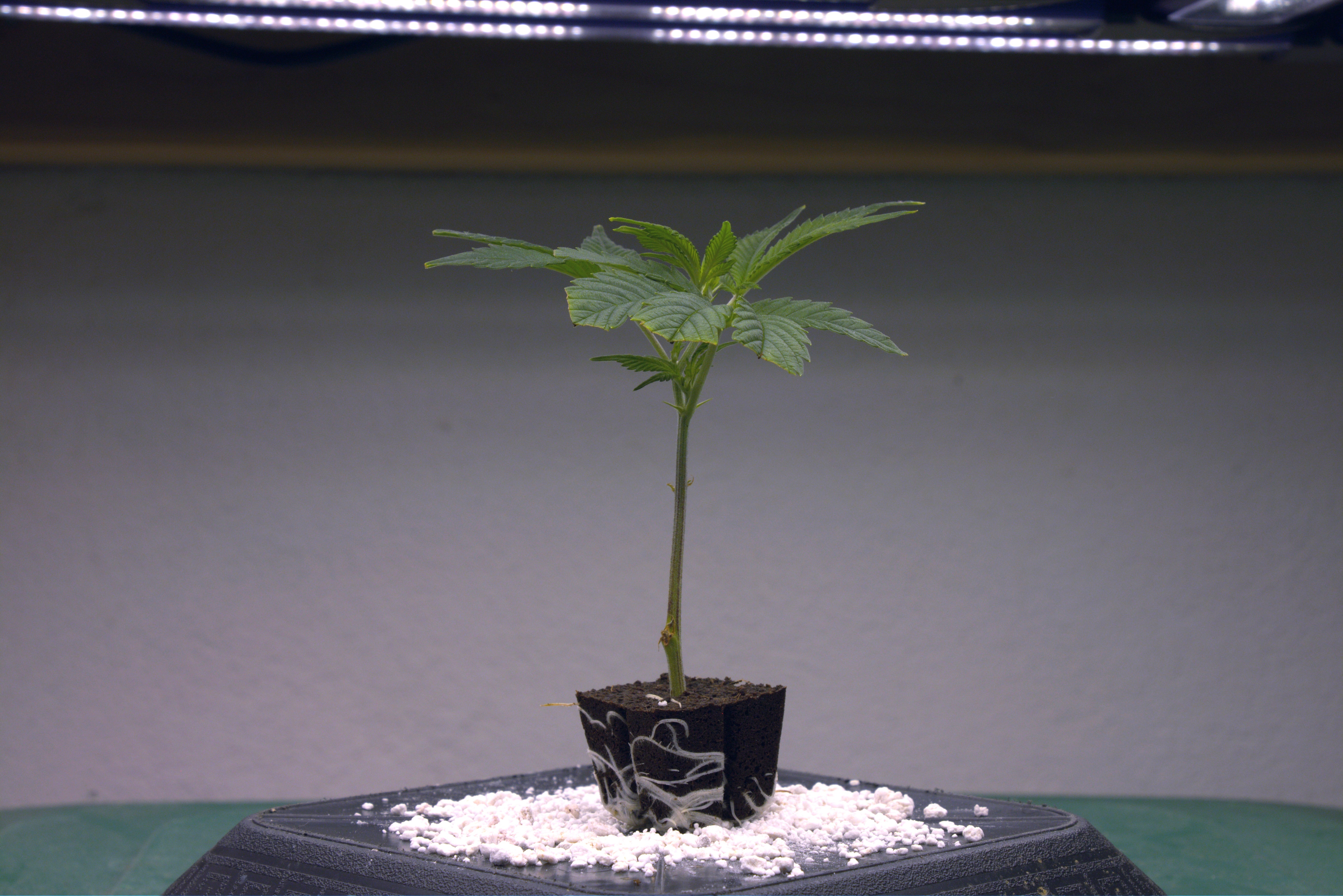 Dantes Inferno (Oreoz x Devil Driver) – Topshelf Clones